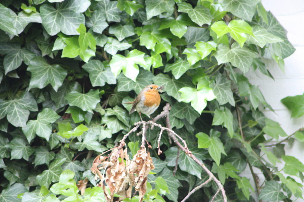 Beestjes rond het huis - Zunnetje